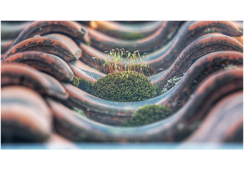 Understanding the Importance of Regular Roof and Gutter Maintenance - JRex Construction Solutions